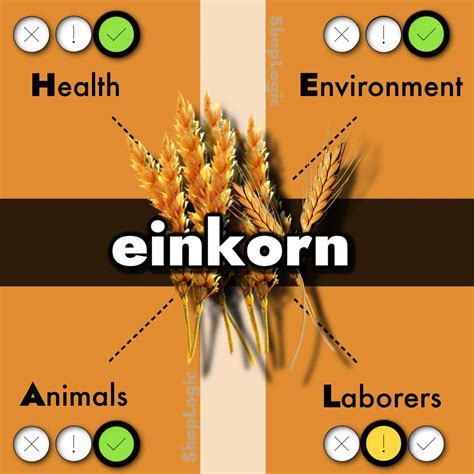 Einkorn Benefits Side Effects Is It Gluten Free Vegan Acidic