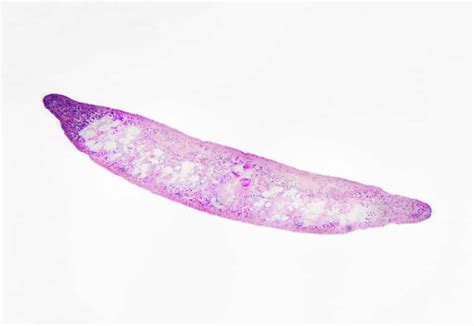 A Journey Into The Hidden World Of Planaria Worms Understanding Controlling And Erasing Them