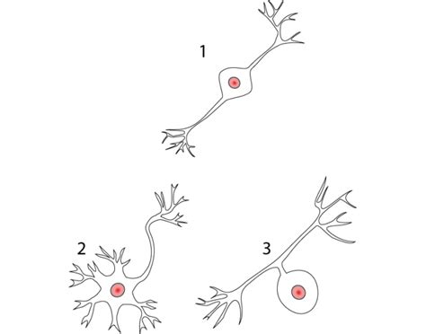 Neuron Classification By Shape Quiz