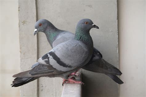 Understanding The Key Differences Between Feral Domestic Homing And