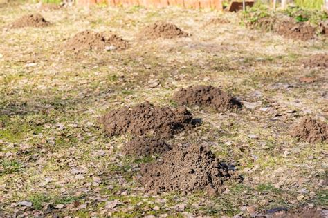 Agujeros De Topo En Una Parcela En El Patio De Una Casa De Campo A