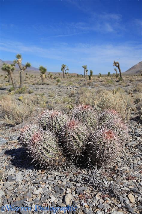 Barrel Cactus In Death Valley Photo Wp35487