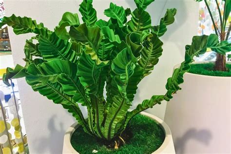 Indoor Care Guide For Birds Nest Fern Nurturing Lush Greenery In Your