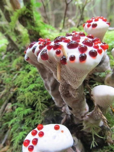 One Of The Most Unique Mushrooms In The World Album On Imgur