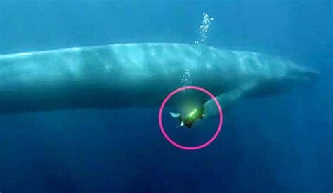 Biggest Living Thing On Earth