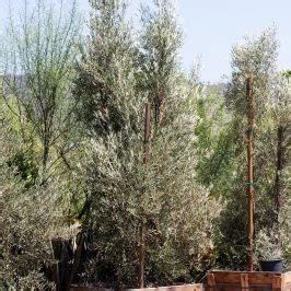 Majestic Beauty Olive Tree Olea Europaea Jj Growers Nursery