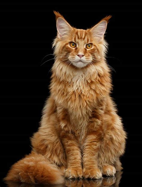 Fluffy Orange Tabby Cat