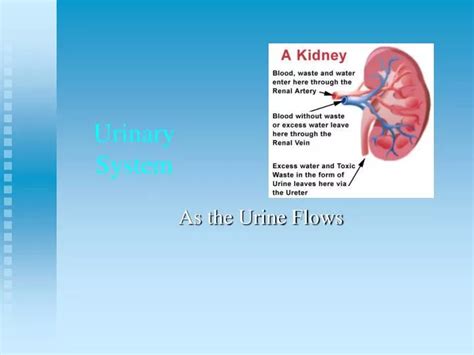 Ppt Urinary System Powerpoint Presentation Free Download Id2999836