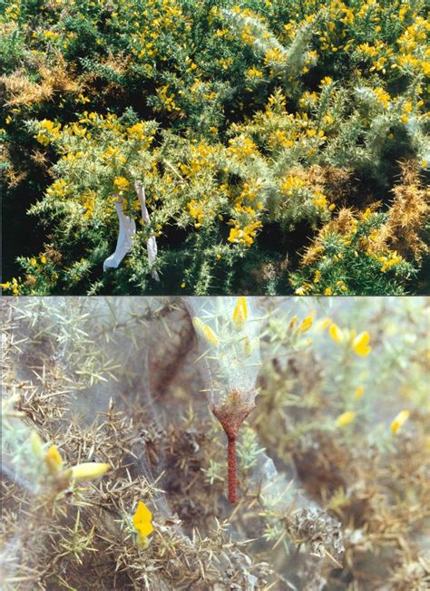 Gorse Spider Mite Manaaki Whenua