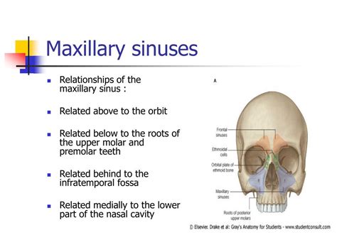 Ppt The Nasal Cavity Powerpoint Presentation Free Download Id5535921