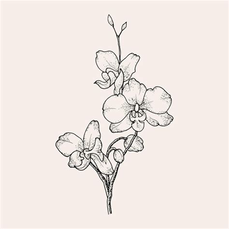 Realistic Orchid Drawing
