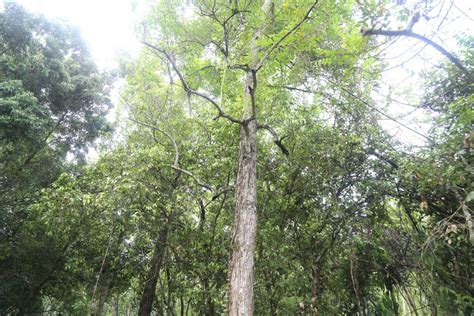 乌桕（大戟科乌桕属植物） 百度百科