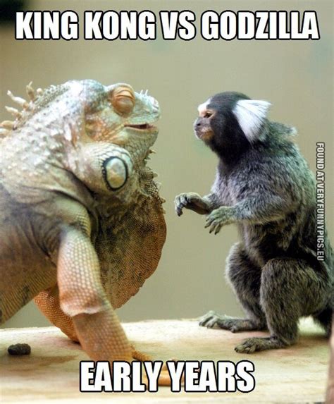 King Kong Vs Godzilla Very Funny Pics