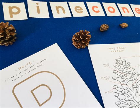 Pine Cone Anatomy Evergreen Printable Home Education Homeschool