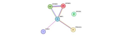Sbf1 Gene Genecards Mtmr5 Protein Mtmr5 Antibody