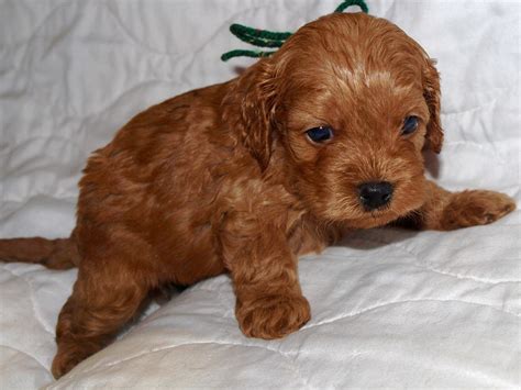 Cockapoo Pawpaws Lil Rascals