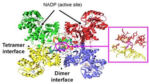 Schematic Drawing Of The Model Of The Quaternary Structure Of The Malic