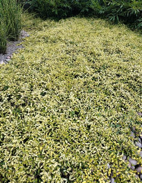 Vinca Minor Leaves Turning Yellow