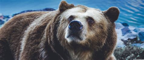 Wild Bear Wallpapers 4k Hd Backgrounds On Wallpaperbat