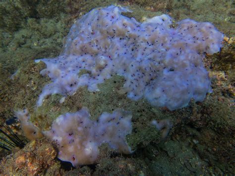 The Threat Of Ocean Acidification Marine Conservation Costa Rica