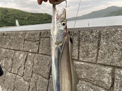 【奄美100魚種チャレンジ！vol 7】漁港でサーべリング！タチウオよりも高価な、天竺タチウオ Lovesand Blog