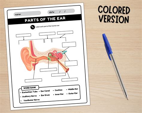Exploring The Parts Of The Ear Worksheet For A Deeper Understanding