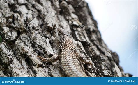 A Texas Spiny Lizard On A Tree Stock Image Image Of Lizard Texas