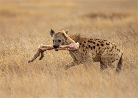 Spotted Hyena Eating Bones In The Wild
