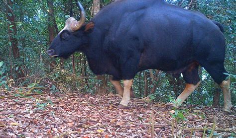 Last Remaining Wilderness Camera Trap In Burma Captured Rare Wildlife