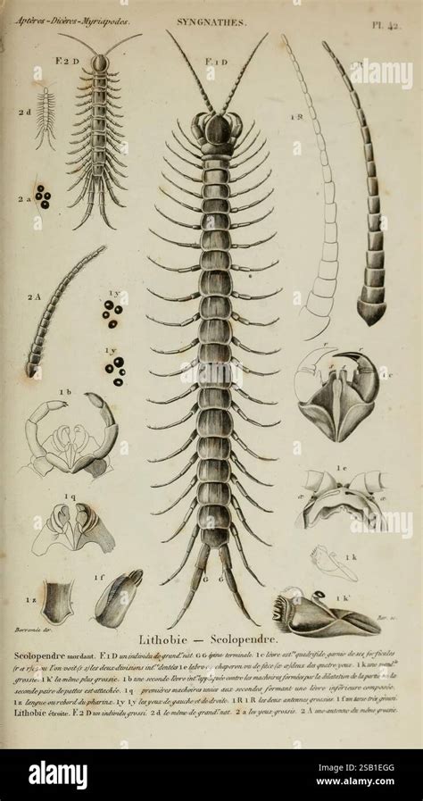 Centipede Anatomy Labeled