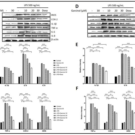 Effects Of Garcinol 10 20 And 30 µm On The Protein Expression Level Download Scientific