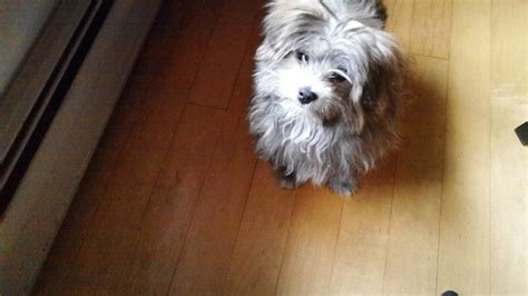 Pomapoo Also Known As Pooranian Pom A Poo Pom A Poo Poopom Dogs