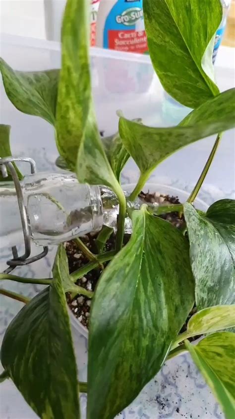 23 Commingled Recycling Ideas Recycling Eco Friendly Plant Leaves