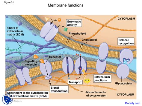 Membrane Functions Fundamentals Of Biology Lecture Slides Docsity