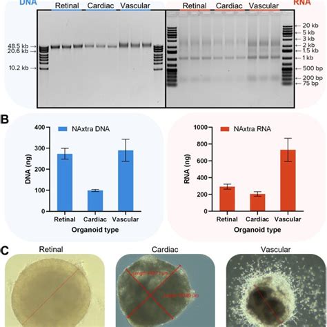 Nucleic Acid Na Extraction From 100 To 1000000 Cells Hap1