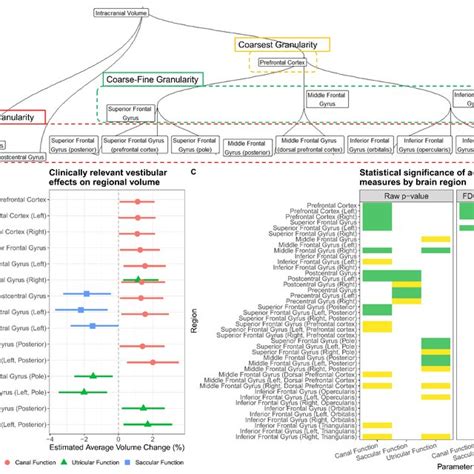 A A Dendrogram Showing The Hierarchical Relationships Between The
