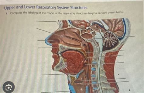 Solved Upper And Lower Respiratory System Structurescomplete