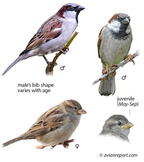 59 Oregon Backyard Feeder Birds Id And Sound Guide