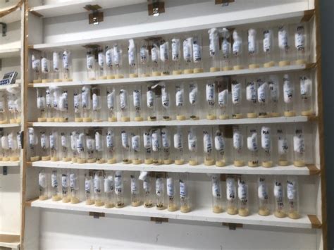 Summer In The Fly Lab Biological Sciences Blog