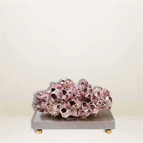 Balanus La Nave Home