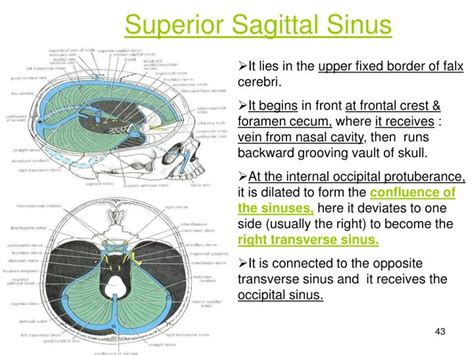 Superior Sagittal Sinus Superior Sagittal Sinus Cpoyu
