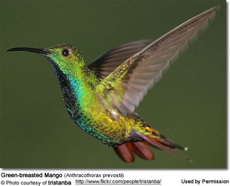 Green Mango Hummingbird Green Breasted Mango Hummingbird