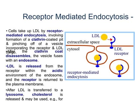 Glycoprotein Lipoprotein Structure And Function Ppt Chemistry Science