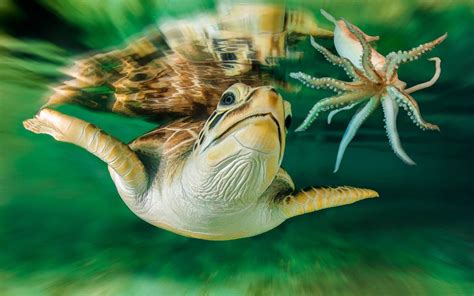거북이 문어 Hd 사진 벽지시사