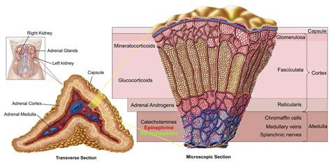 Adrenal Cortex In Body