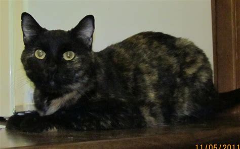 Tortoise Shell Colored Cat ~ Quiet Adult Cat ~ For Adoption