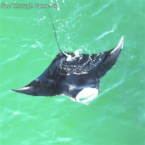 Manta Rays And Other Types Of Rays In Tampa Bay Album On Imgur