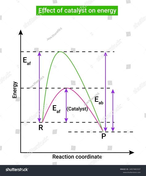 Effect Catalyst On Energy Le Chateliers Stock Vector Royalty Free
