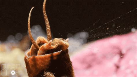 This Snail Goes Fishing With A Net Made Of Slime Kqed