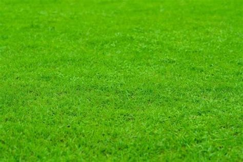 Natural Grass Carpet At Rs 1050sq Ft Bermuda Grasses In Hyderabad